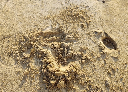 Regeneración de la tierra Fuller agotada | Engormix