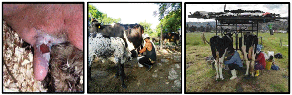 La mastitis en ganado bovino lechero y su incidencia en los costos de ...
