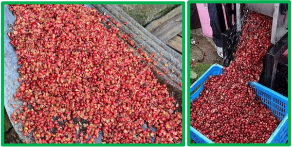 La pulpa de café, una alternativa alimentaria para bovinos | Engormix