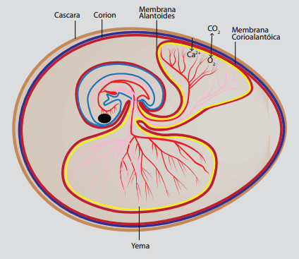 Calcio y Fósforo: Equilibrio necesario en las dietas para pollos de ...