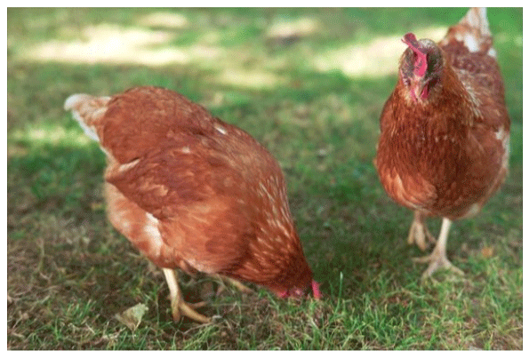 Inflamación Intestinal en Gallinas en etapa de crianza | Engormix