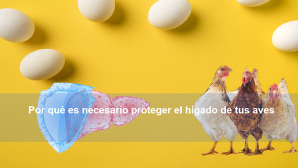 Por qué es necesario proteger el hígado de tus aves | Engormix