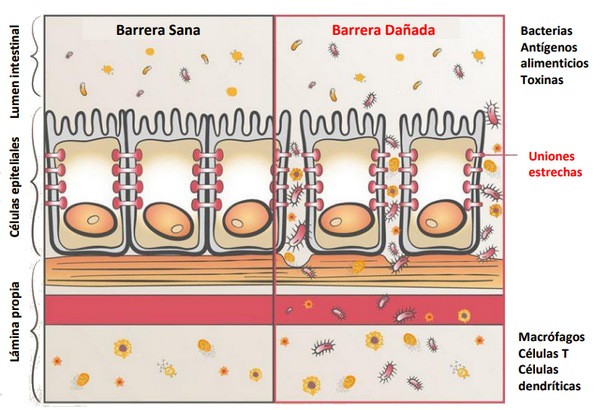 Translocación bacteriana en aves | Engormix