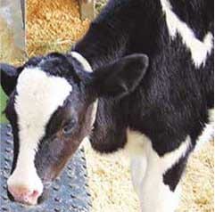 Desplazamineto de abomaso a la izquierda en vacas lecheras | Engormix