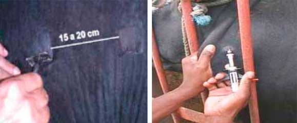 La prueba de tuberculina - Engormix