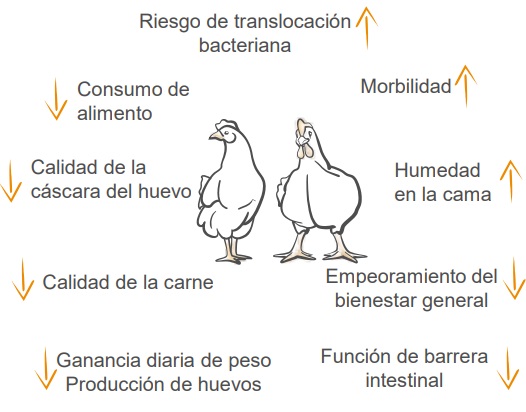 Estrés térmico en aves: Impactos en la salud intestinal y el ...