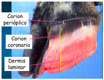 Conoce la pezuña de tu vaca - Engormix
