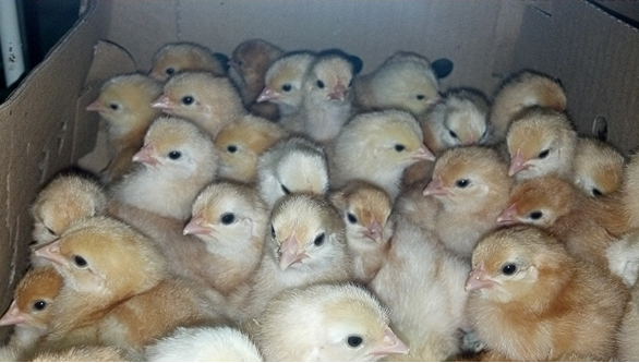 Objetivo de una buena crianza en aves de postura | Engormix