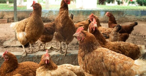 Problema de las biotoxinas en la producción de aves | Engormix