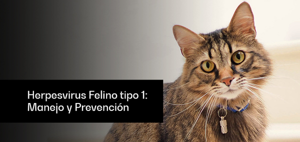 Herpesvirus Felino tipo 1: manejo y prevención | Engormix
