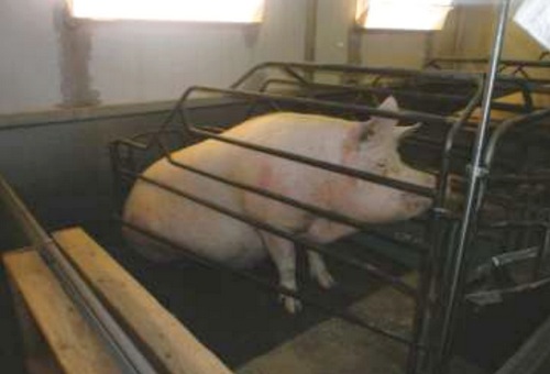 La gestión de las parideras libres. Una visión particular desde las granjas. | Engormix