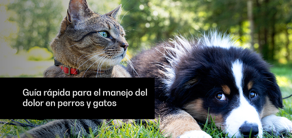 Guía rápida para el manejo del dolor en perros y gatos | Engormix