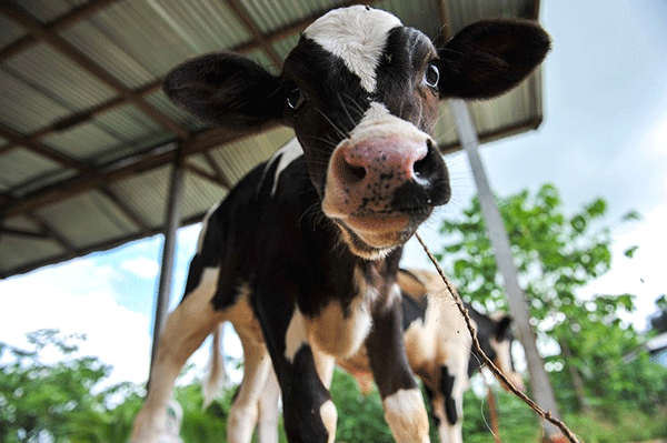 Estrés por calor en vacas, vaquillas y becerras lecheras | Engormix