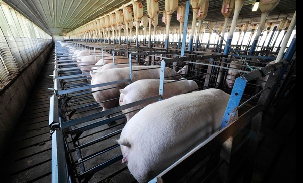 PEDV: Las manadas de cerdas están eliminando el virus más rápidamente | Engormix