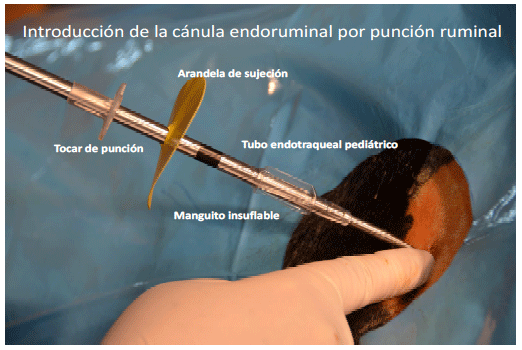 Producción de energía a partir de los gases ruminales del bovino - Engormix