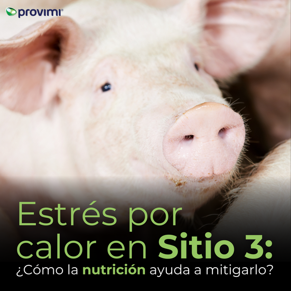 Estrés calórico en sitio 3 | Engormix