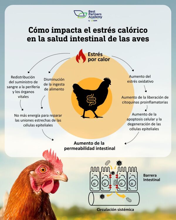 Cómo impacta el estrés calórico en la salud intestinal de las aves ...