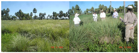 De pajonales a Pasturas Naturales | Engormix