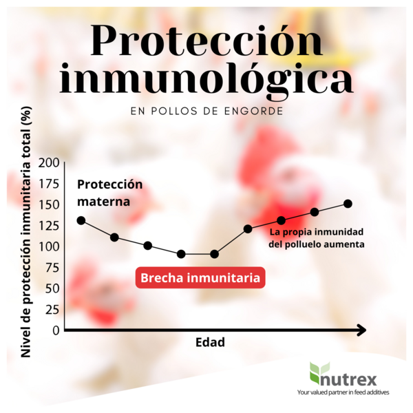 Inmunidad innata vs. adaptativa: el sistema de defensa dual del cuerpo ...
