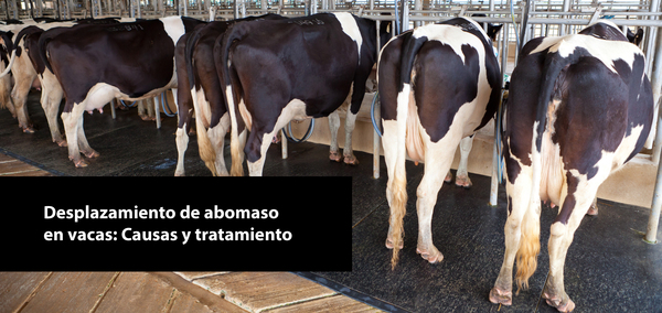 Desplazamiento de abomaso en vacas: Causas y tratamiento | Engormix