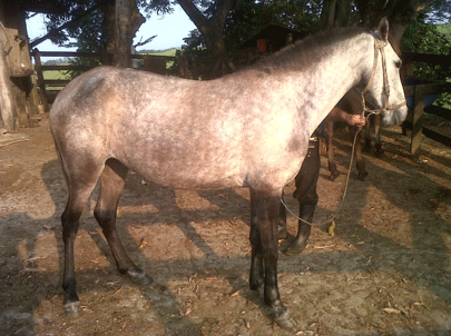 Habronemiasis cutánea Equina - Engormix