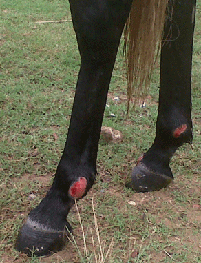 Habronemiasis cutánea Equina - Engormix