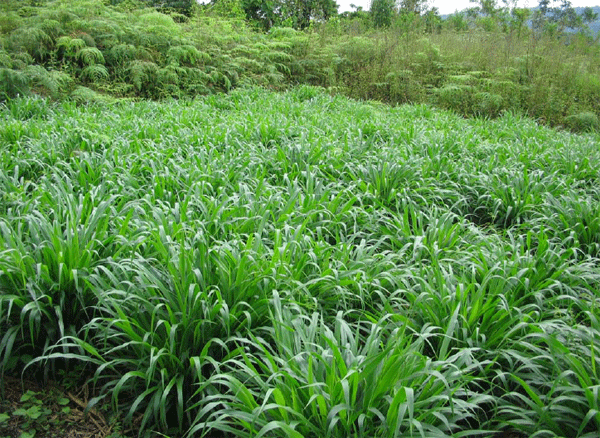 Pastos y forrajes tropicales introducidos y experimentados en el alto ...