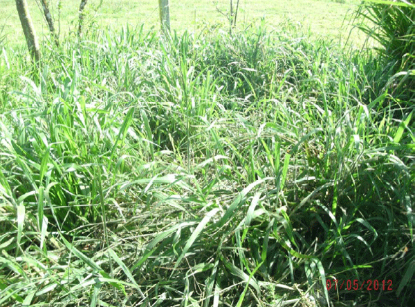 Pastos y forrajes tropicales introducidos y experimentados en el alto ...