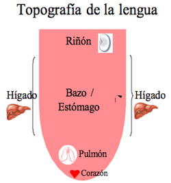 Diagnóstico Del Paciente Mediante El Uso De La Lengua En Medicina