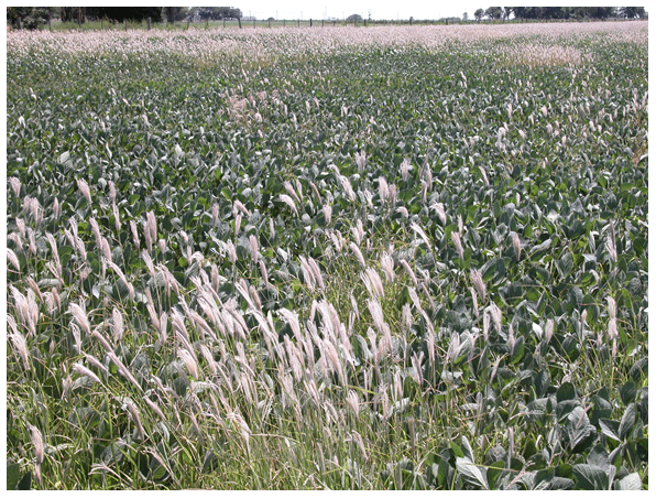 Chloris spp. Un problema en franca expansión | Engormix