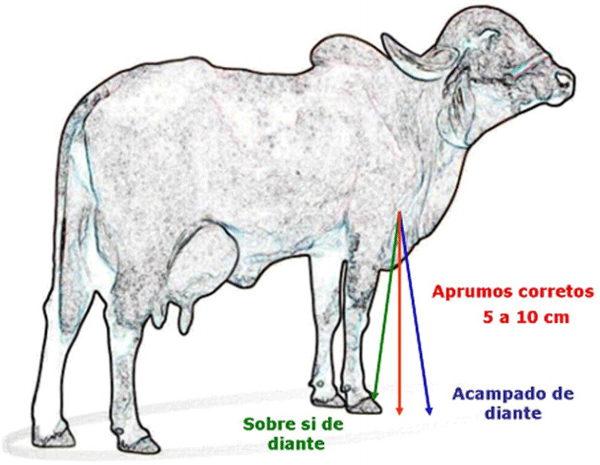 Nomeclatura, conformación y Exterior del GYR Lechero - Engormix