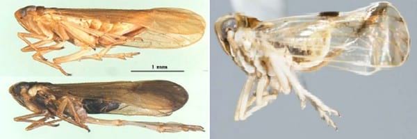 Comportamiento y estrategias en la reducción de la epidemia del virus de la hoja blanca en norte ...