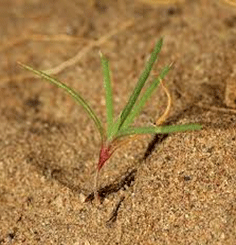 Cardo Ruso: una BUENEZA para producir mucha carne y económica en zonas ...