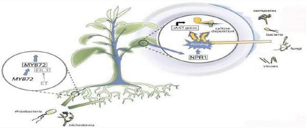 Trichoderma harzianum como agente de control biológico - Engormix