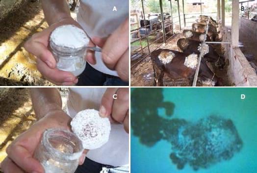 Control biológico de garrapata (Boophilus spp.) con diferentes cepas de ...