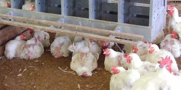 Fowl Cholera in poultry - Engormix