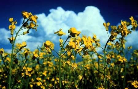 La producción de semilla de colza | Engormix