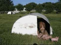 Diseño de las parideras, época y número de partos: efectos sobre la productividad de las cerdas ...