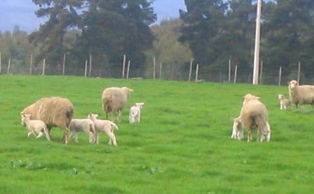 Raza GoldenSheep | Engormix