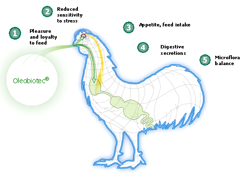 poultry growth promoters | Engormix