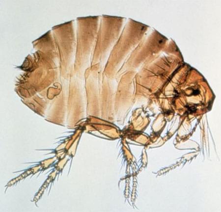 Parasites on Swine - Engormix