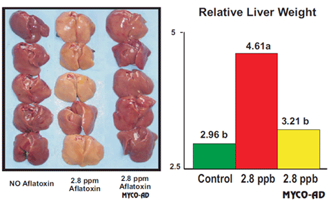TARGET ORGANS - The key to an effective mycotoxins adsorbent - Engormix