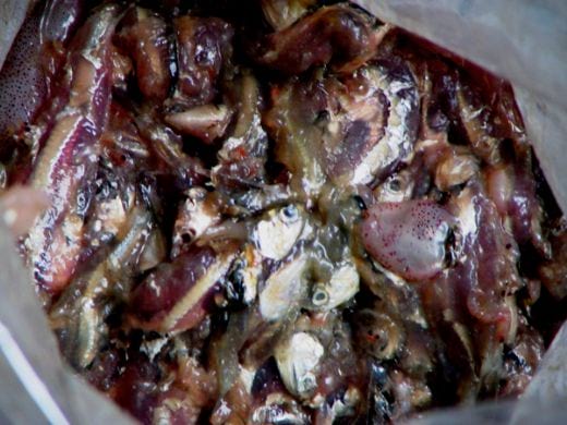 FishForm Plus® – the solution for improved fishmeal quality through ...