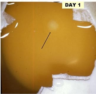 Goose Embryo Development | Engormix