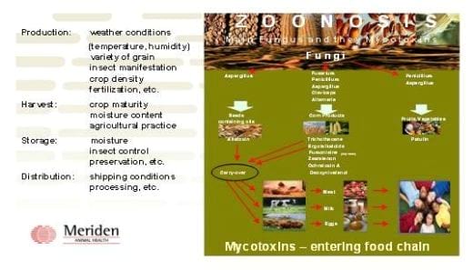 Solutions for mycotoxin binding | Engormix