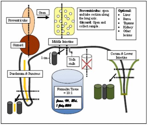 Intestinal Integrity in Broilers | Engormix