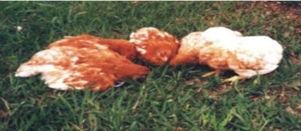 infectious bursal disease in poultry | Engormix