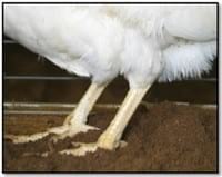 Foot Pad Dermatitis | Engormix