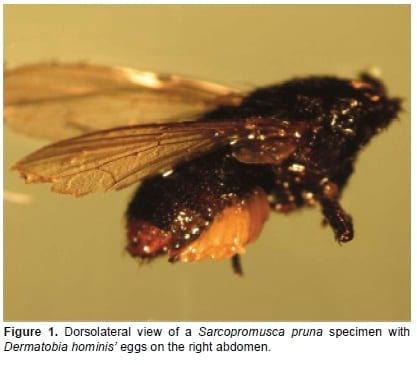 Sarcopromusca pruna (Diptera: Muscidae) | Engormix