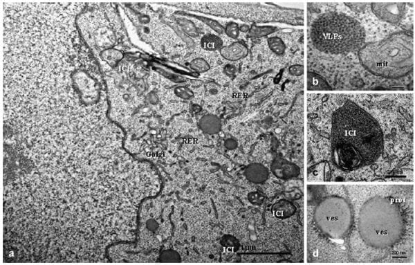 Porcine Circovirus Type 2 | Engormix
